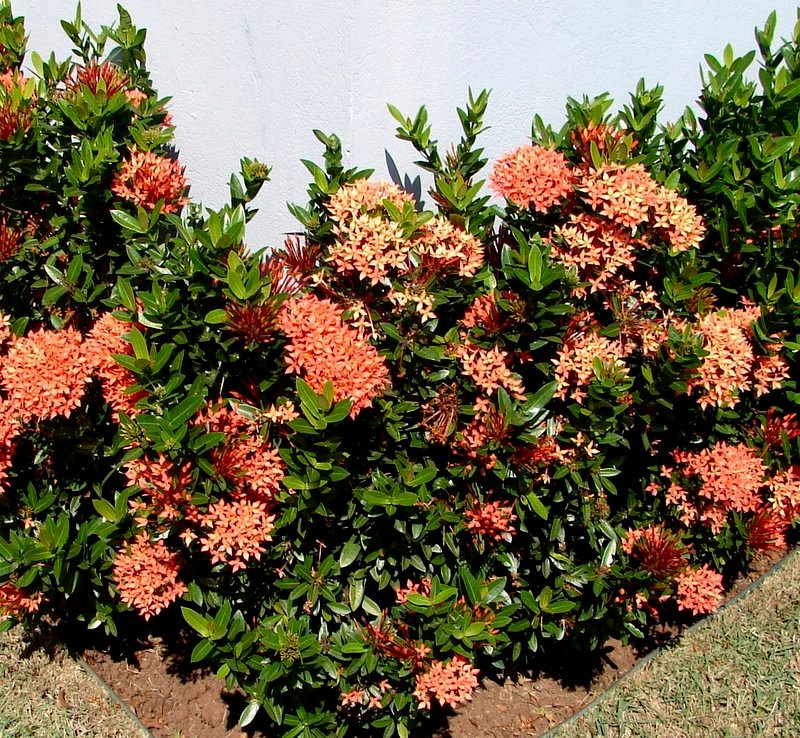 Mini exoria. - Minas Gramados - A Sua Vitrine em Produtos e Serviços.